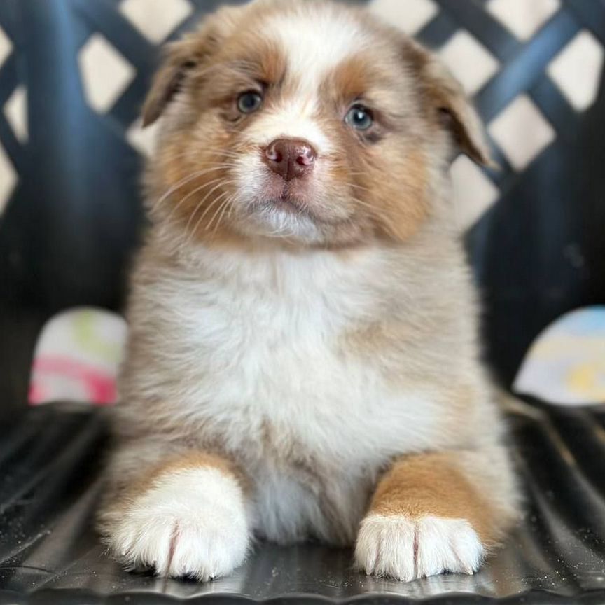 Австралийская овчарка, щенок