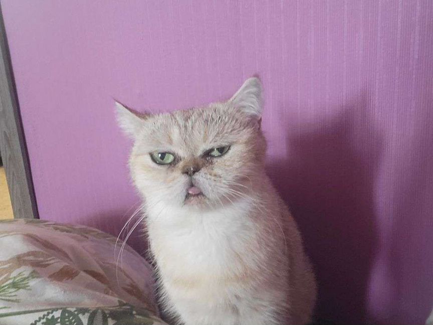 Экзотическая кошка