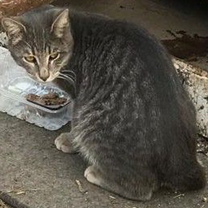 На улице кот и кошка