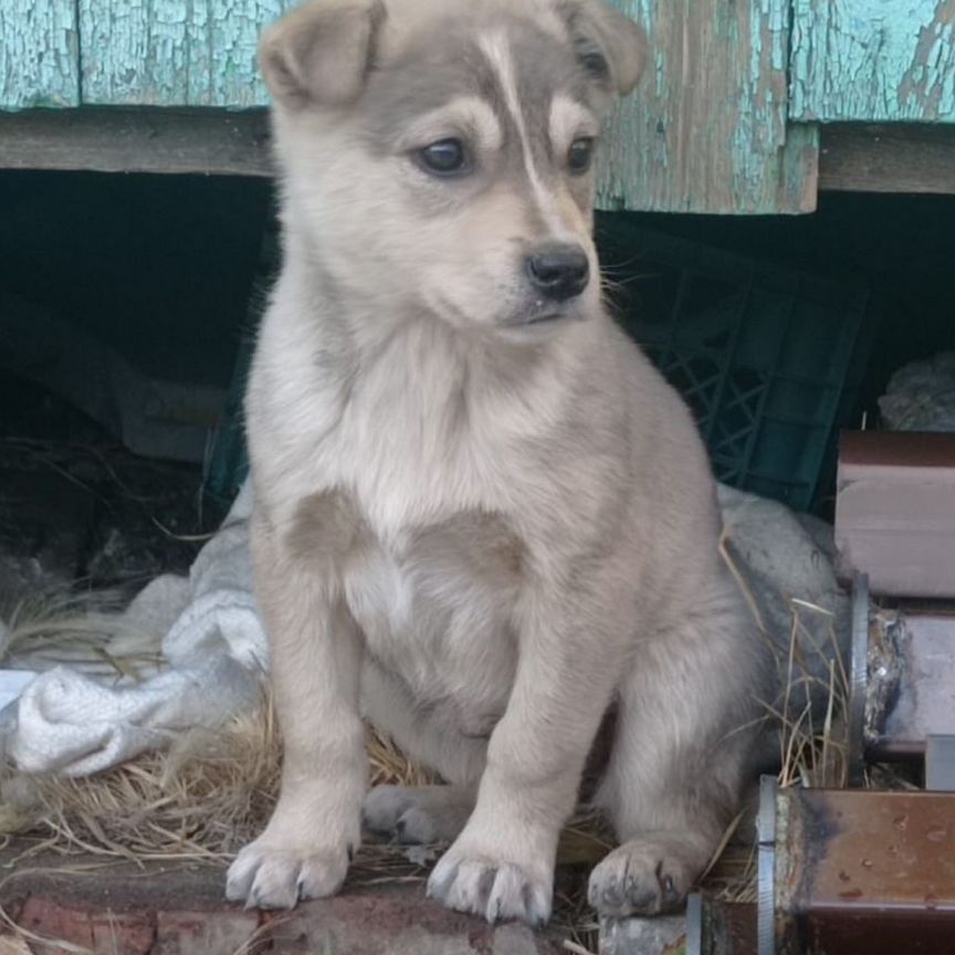 Щенок в добрые руки