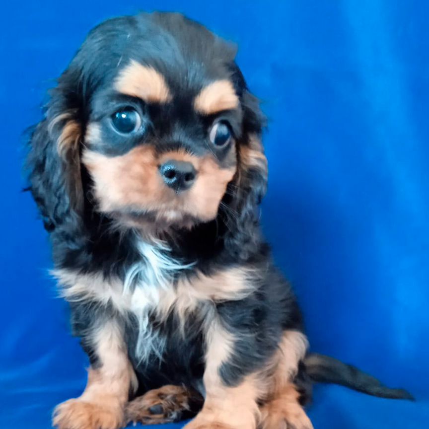 Кавалер кинг чарльз спаниель щенок мальчик