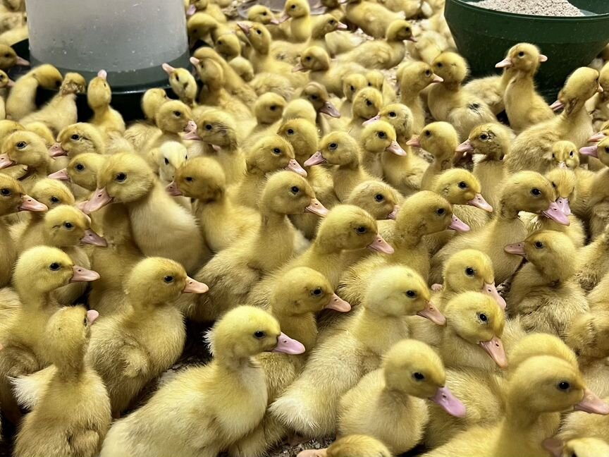 Утка Черри -Велли.,ск 6.,ст 5