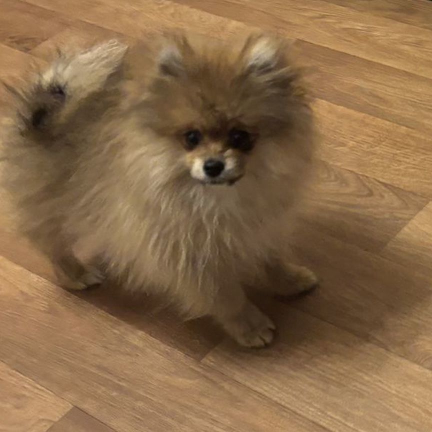 Померанский шпиц, щенок