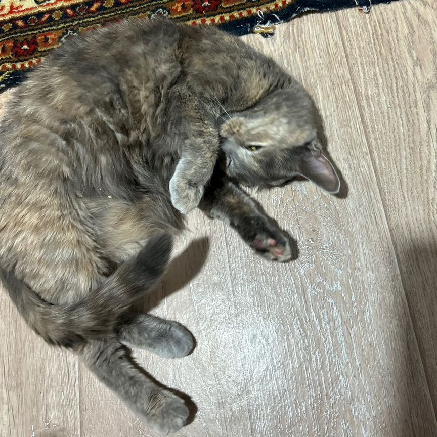 Взрослая, кошка в добрые руки