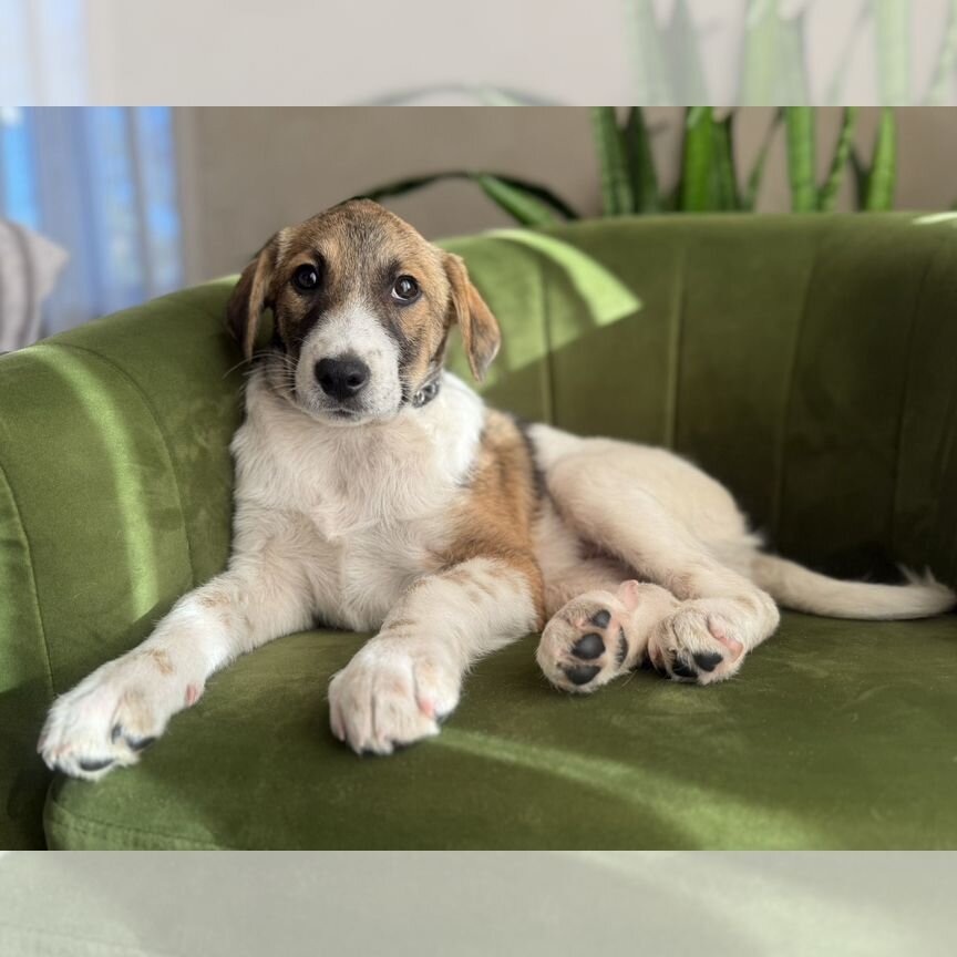 Щенок в добрые руки