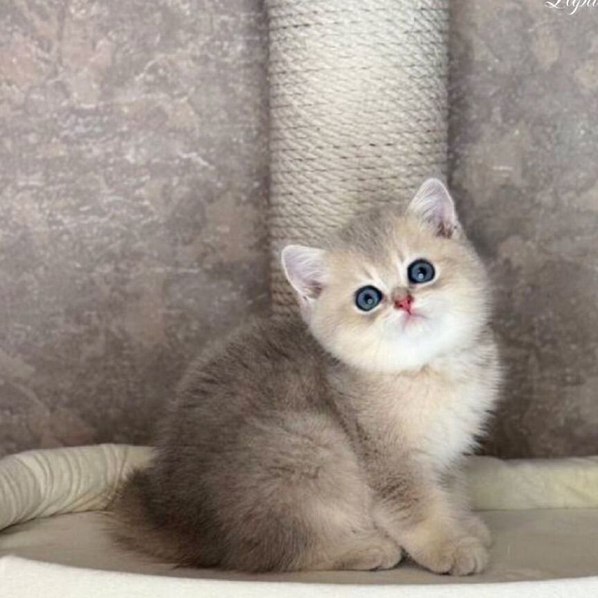 Шотландские котята золотая шиншилла