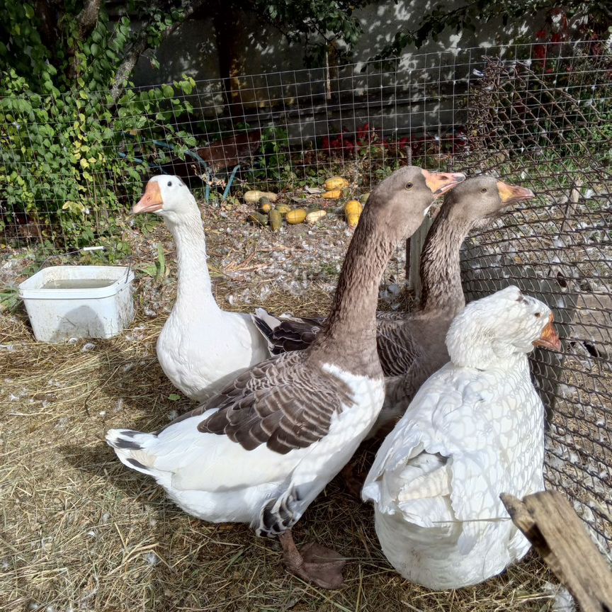 Гусь домашний