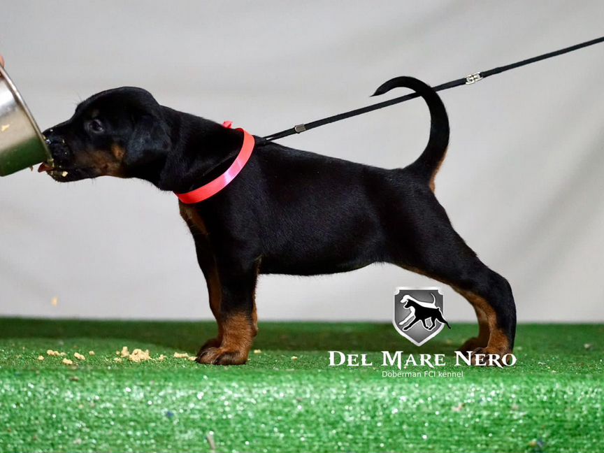 Детки добермана РКФ