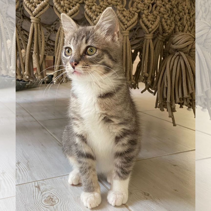 Котёнок в добрые руки