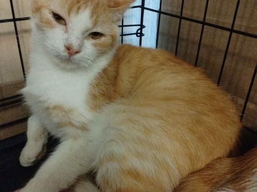 Нежный Левушка спасён из нехорошей квартиры