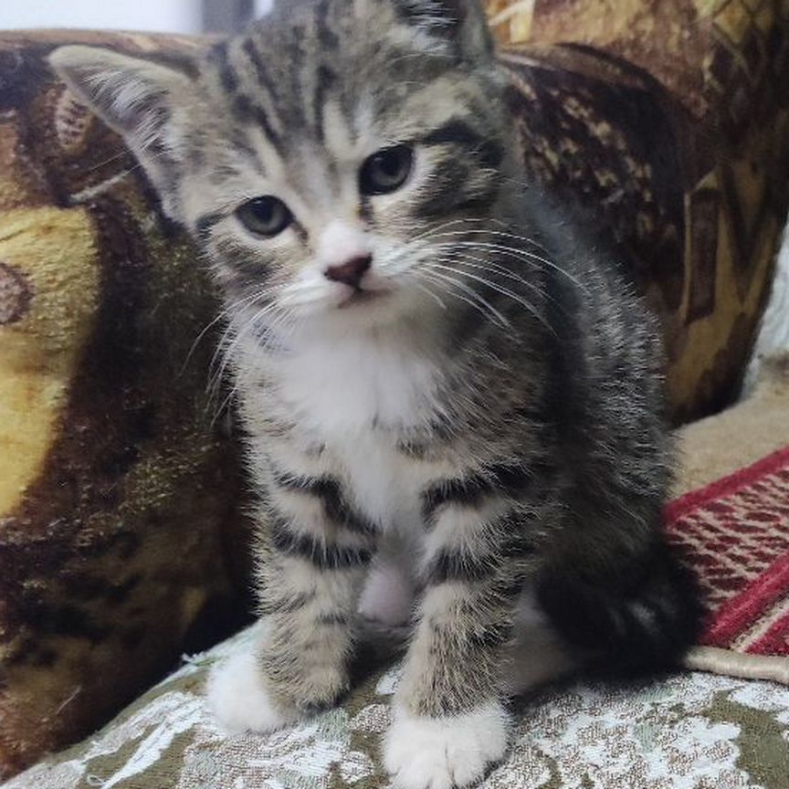 Котёнок в добрые руки