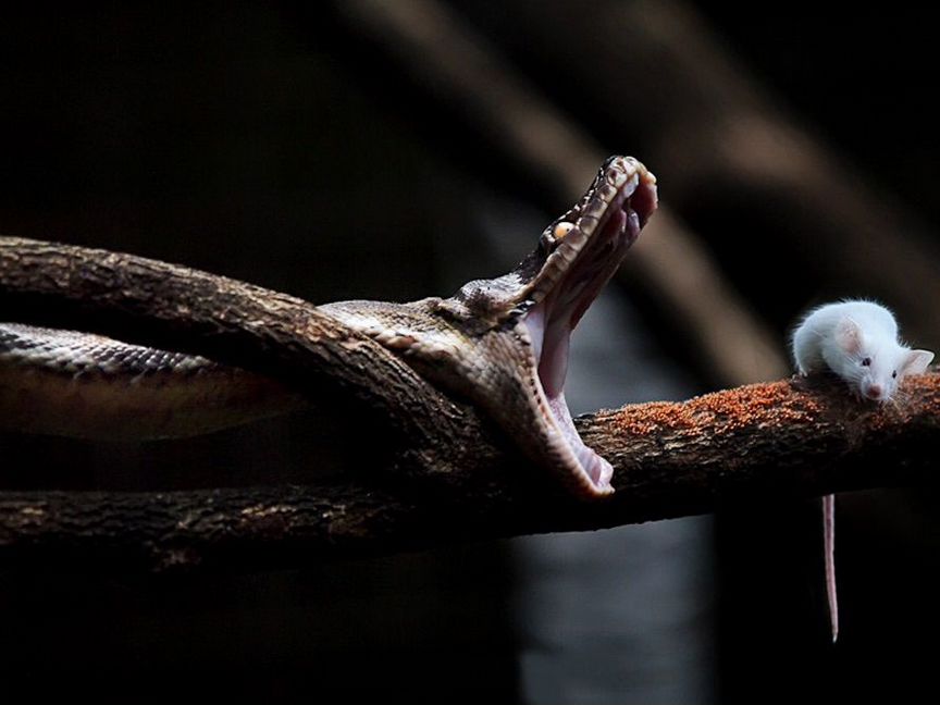 Живой корм (грызуны)