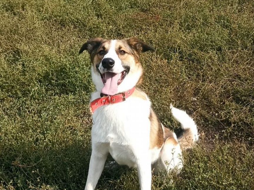 Ричард молодой пес ждет в приюте