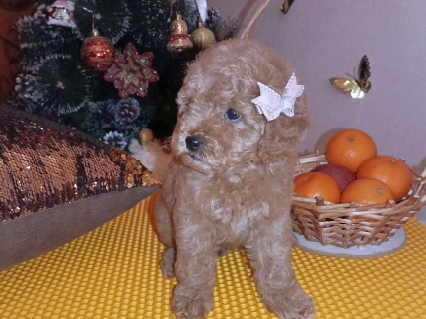 Клубные щенки той пуделя и карликового пуделя