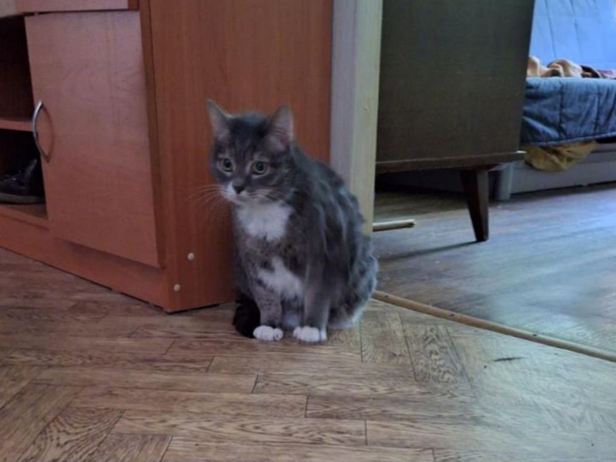 Кот в добрые руки