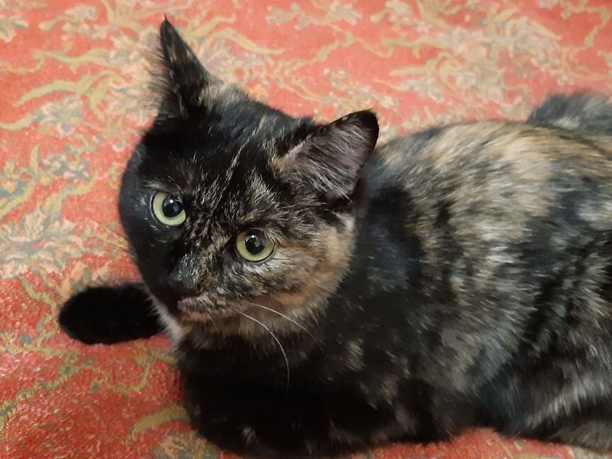 Лучана, 7-месячная короткошерстная кошечка