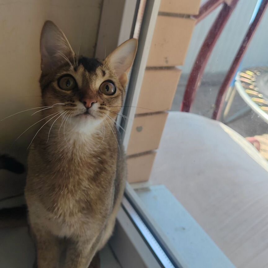 Абиссинские котята