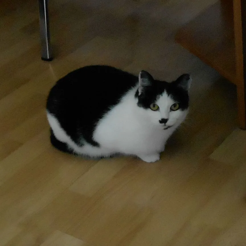 Котейка просто ничья