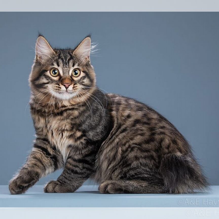 Кот черный пятнистый курильский бобтейл