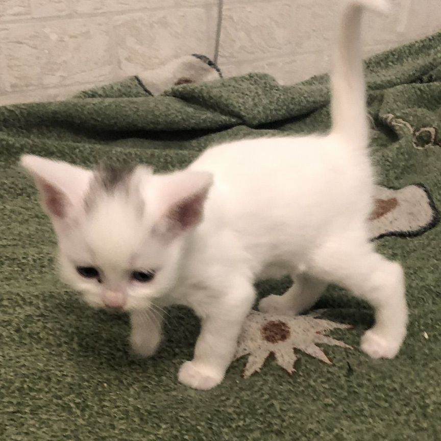 Турецкая ангора котёнок