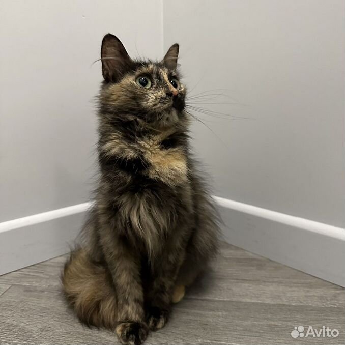 Кошка Шипучка в добрые руки