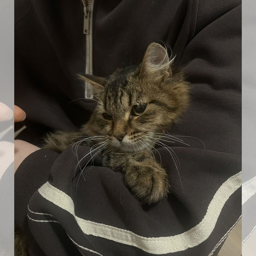 Сибирский кот