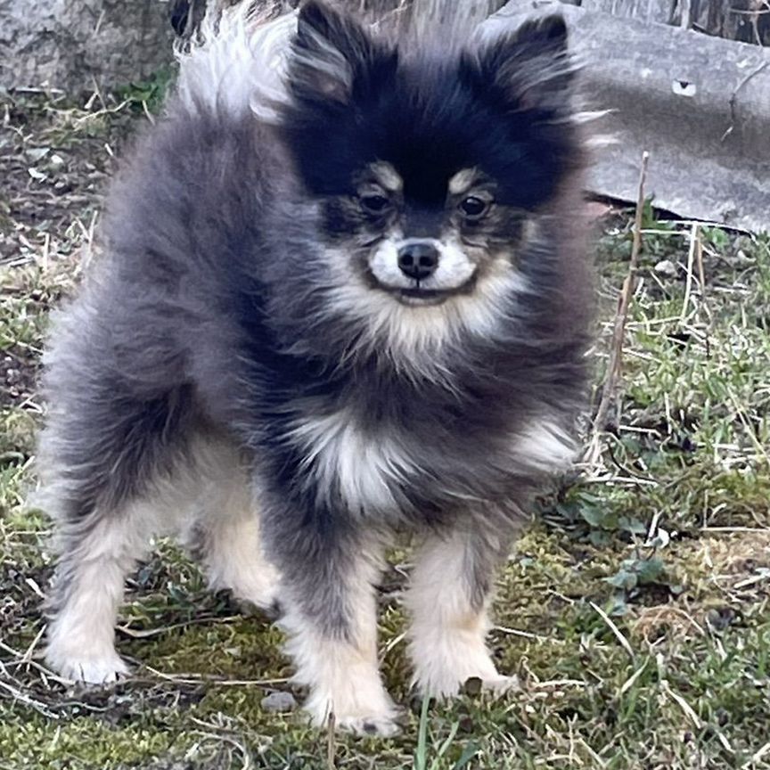 Немецкий шпиц, щенок