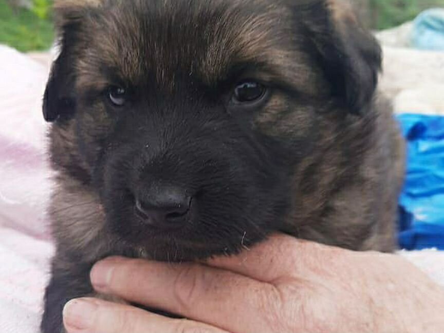 Щенок мальчик 4 недели