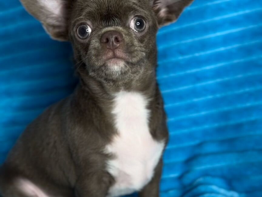 Лиловый мальчик