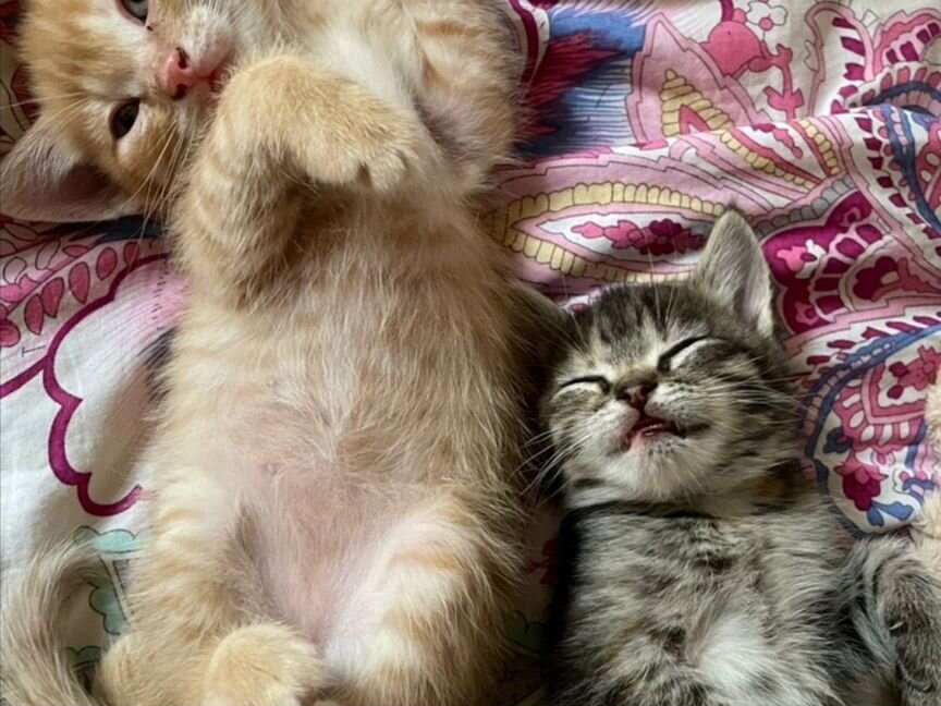 3 кота и 1 кошечка