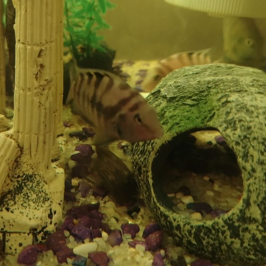 Продаю рыбок цихлид