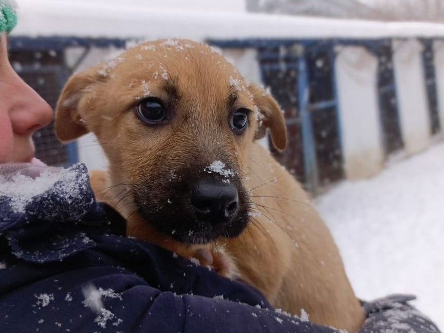 Щенки замерзают в приюте, ищем для них дом