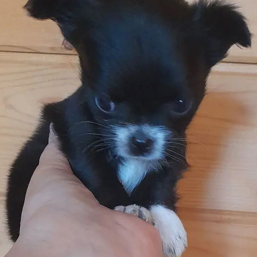 Чихуахуа, щенок