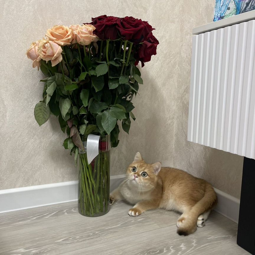 Продам британца окраса шиншилла