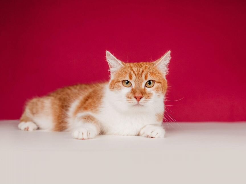 Кошечка ищет дом