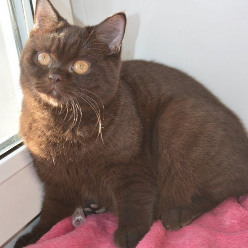 Британский короткошёрстный котёнок