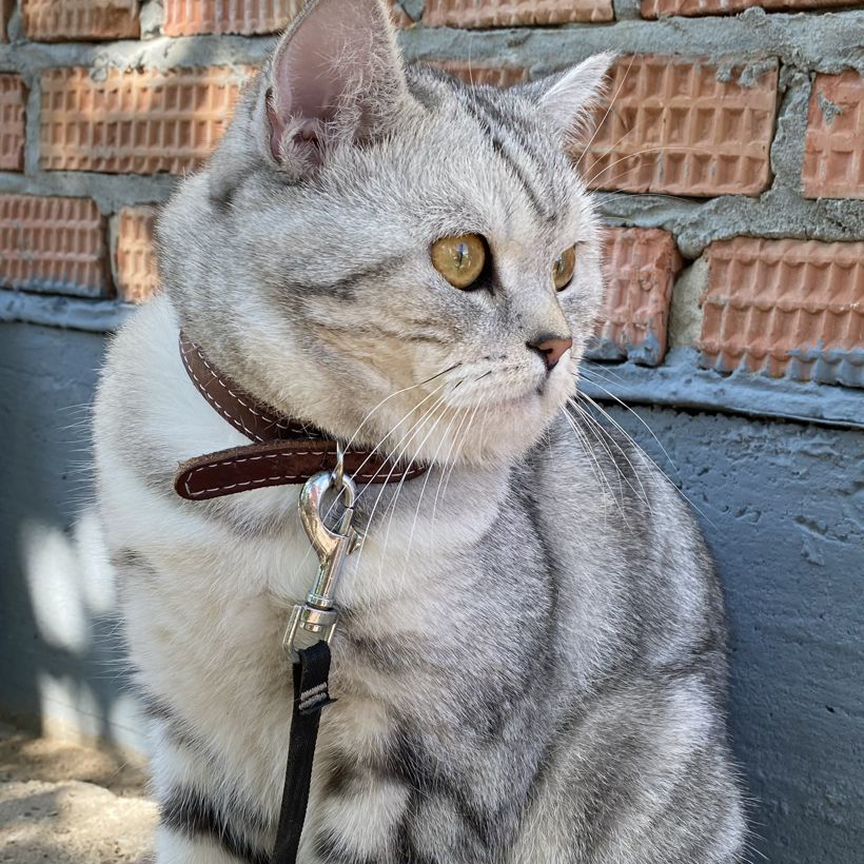 Шотландский кот на вязку (для разведения)
