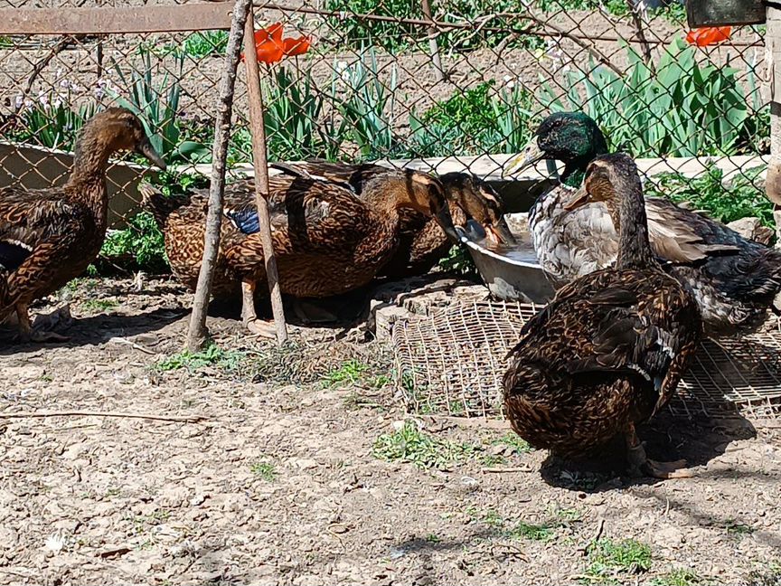 Руанская утка