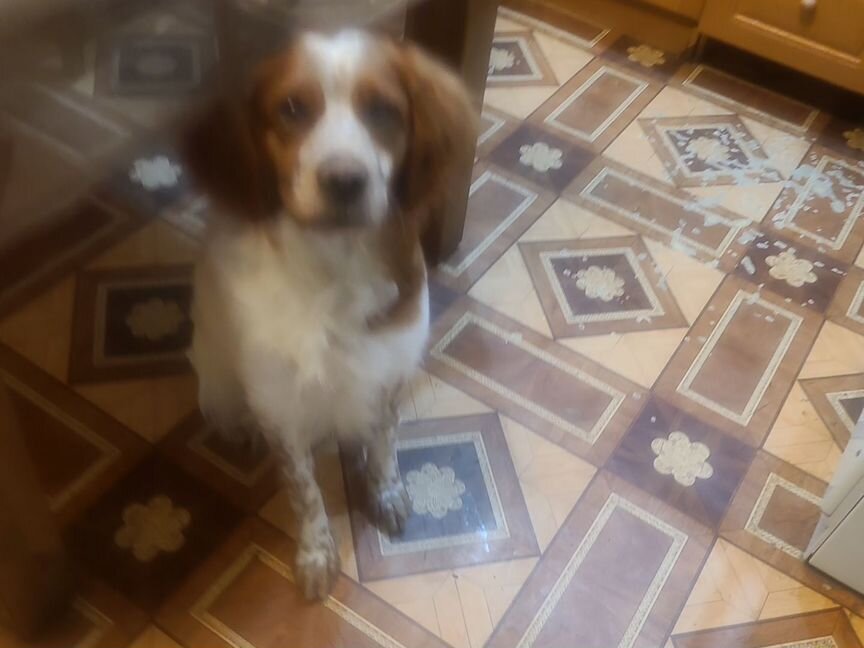 Вязка собак бриттон эспаньол кабель 2 года