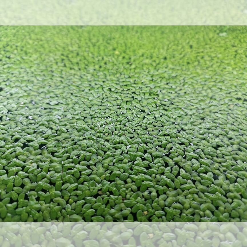 Отдам ряску