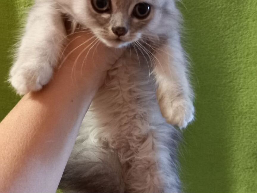 Сибирские котята