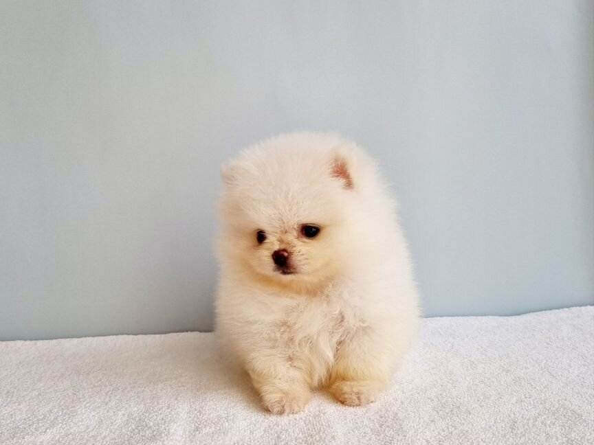 Шпицы мини померанские с документами РКФ