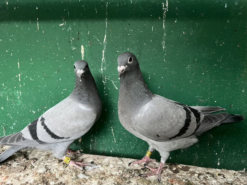 Спортивные голуби