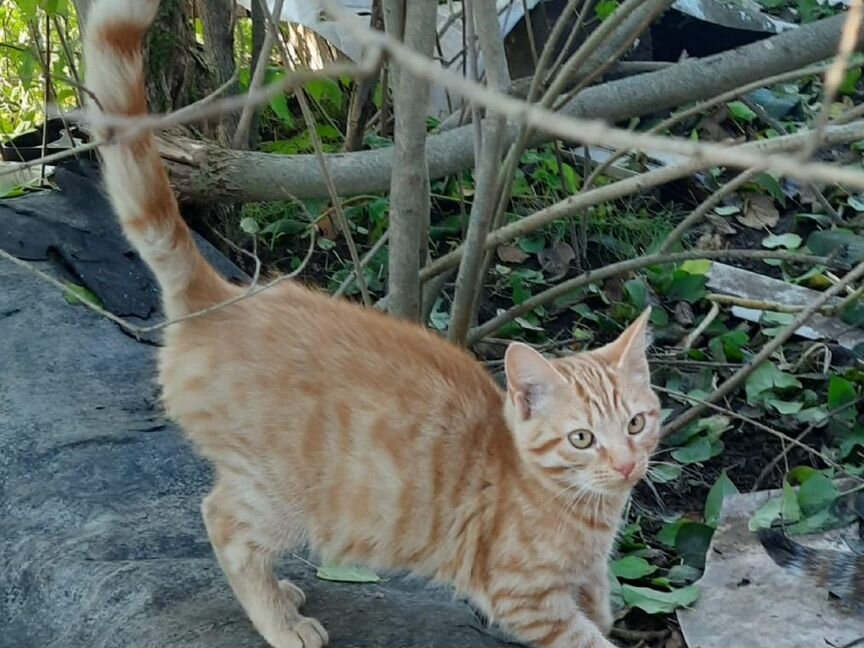 Котенок 4 месяца