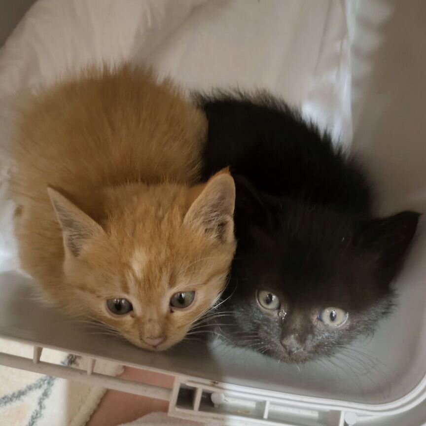 Котята в добрые руки