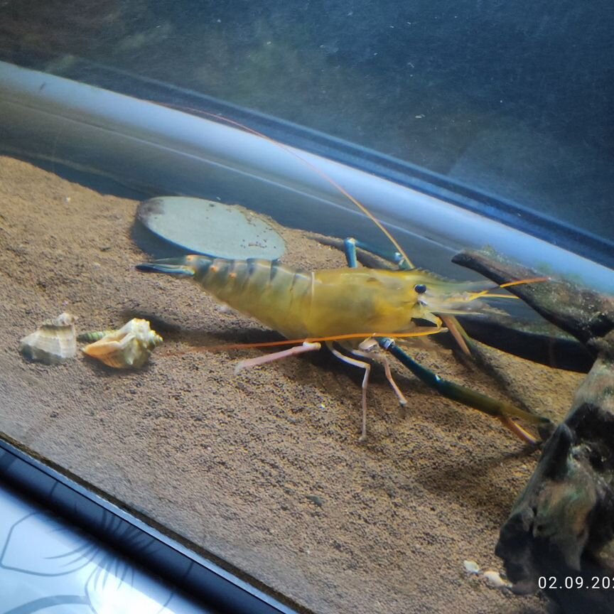 Креветки макробрахиум