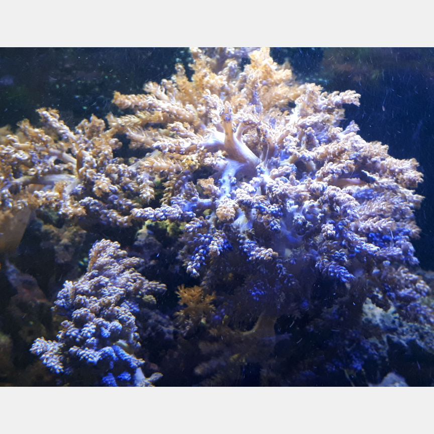 Капнелла литофитон мягкий коралл