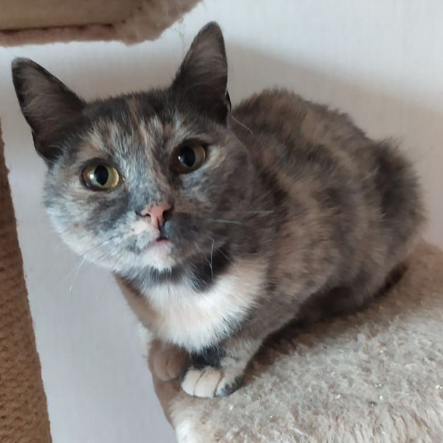 Кошка и 4 котенка