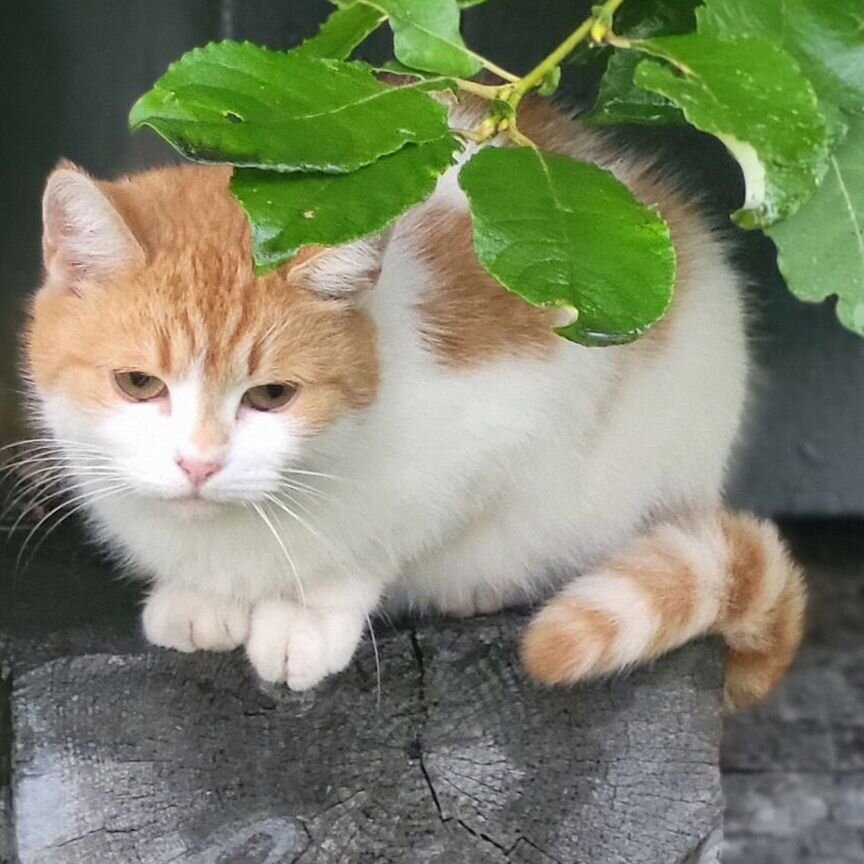 Рыжая из гаражей