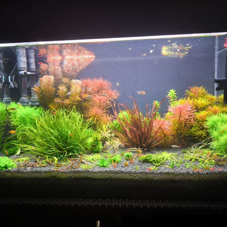 Аквариумные растения